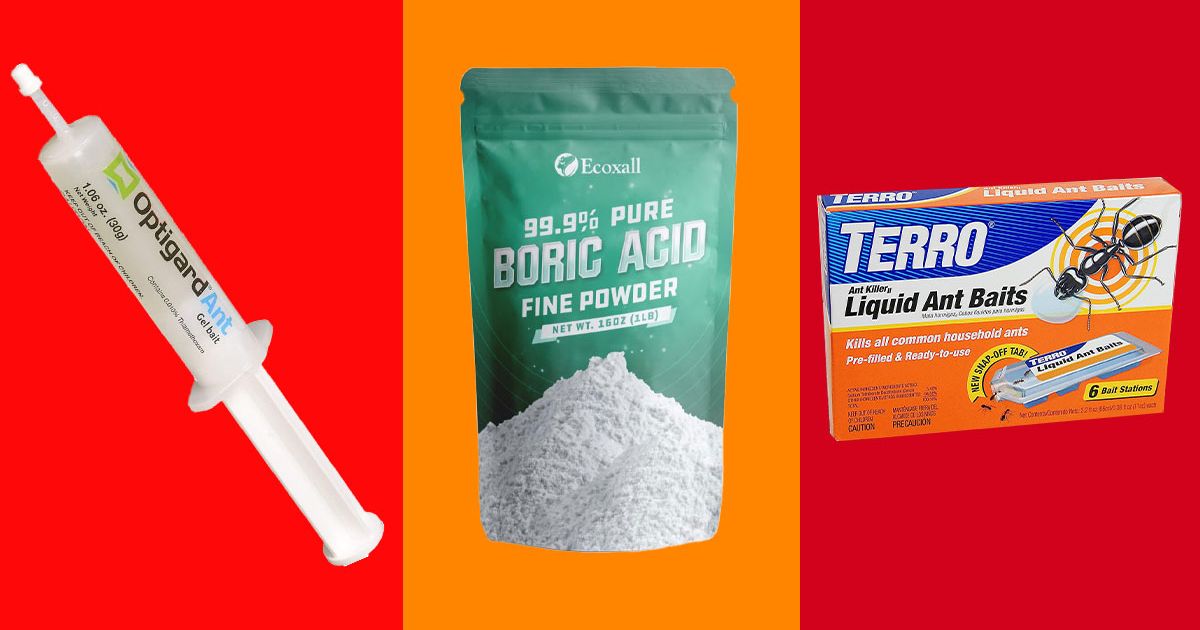 7 Best Ant Killers | The Strategist