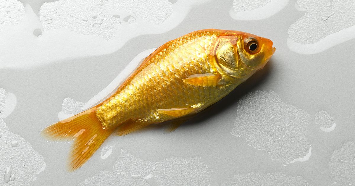 Ahhhh, Please Don’t Wear Dead Fish As Makeup, Ahhhh!