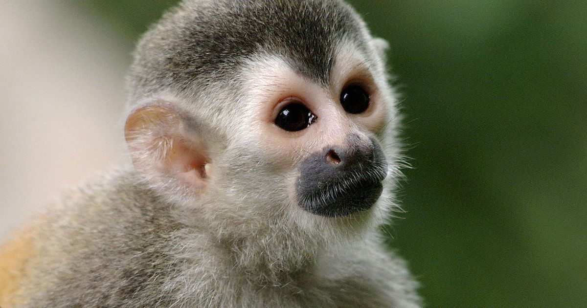 The Next Frontier of Linguistics Is Monkey Chatter -- Science of Us