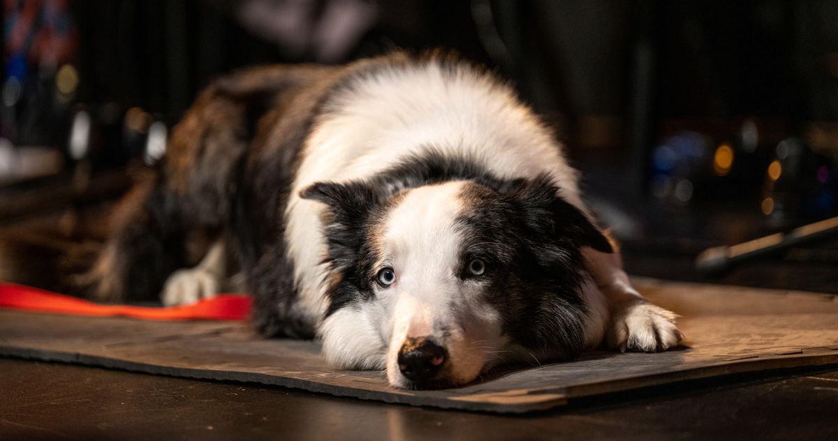 Oscars 2024: ‘Anatomy of a Fall’ Dog Will Miss Ceremony