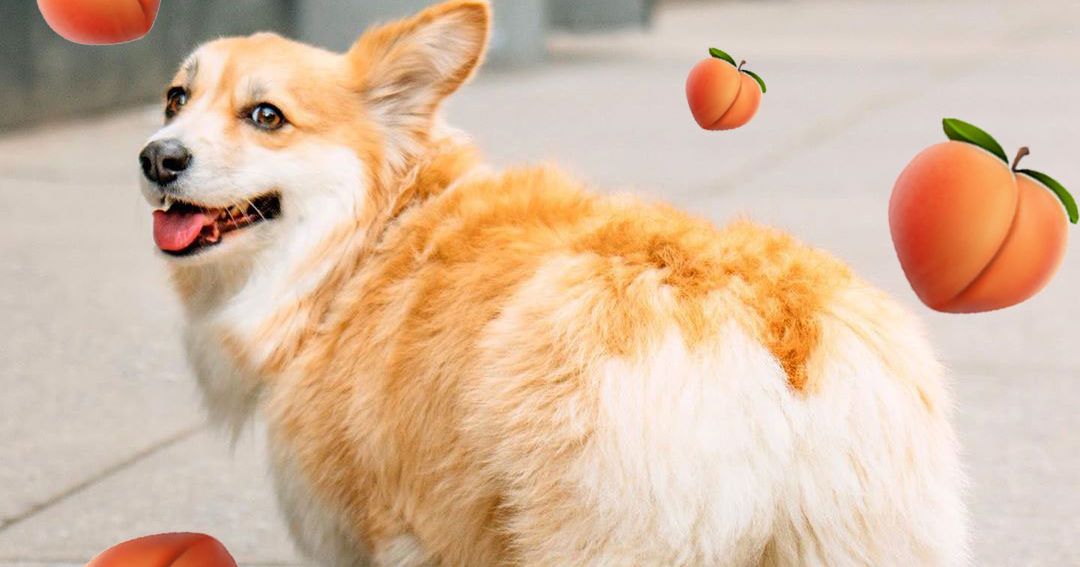 The Fluffiest Butt on Instagram