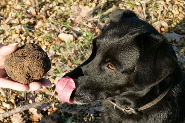 ‘Devil’s Fruits’: The 12 Most Heinous Truffle Atrocities