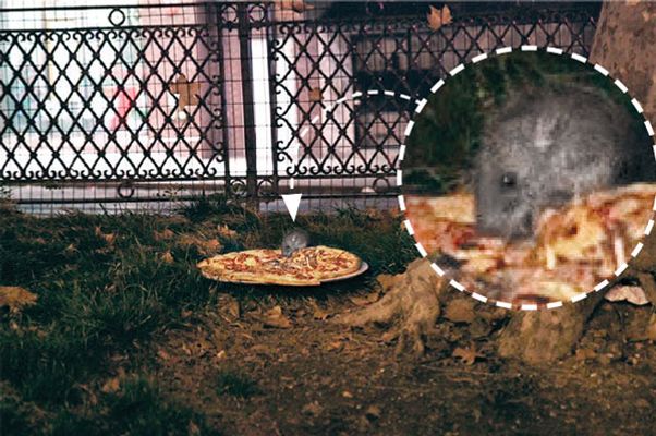 The Pizza-Rat Taste-Test: We Let Rodents Try 4 of New Yorks Most ...