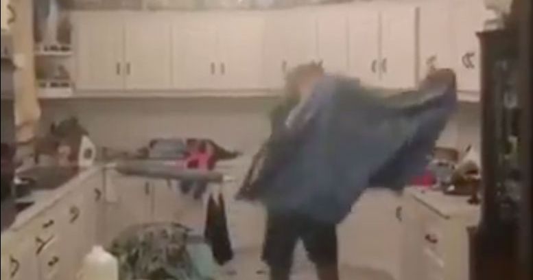 Irish People and Dog Try to Catch Bat in Kitchen in Video