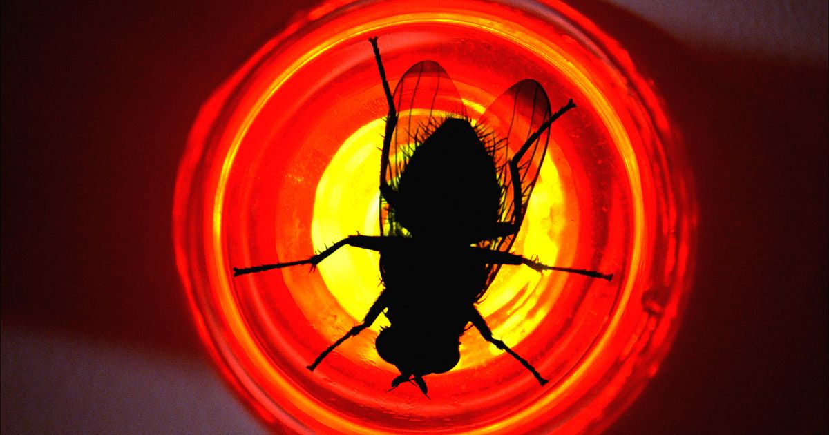 Breaking Bad Recap: Bug Repellent