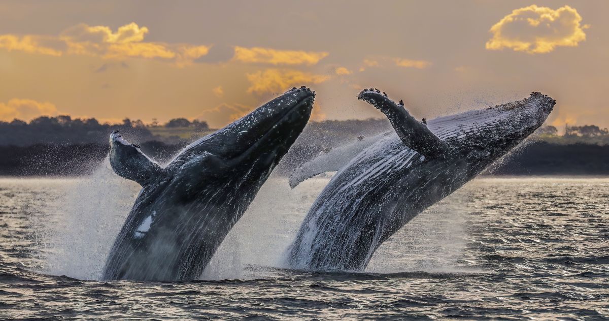 Two Male Humpback Whales Caught Humping
