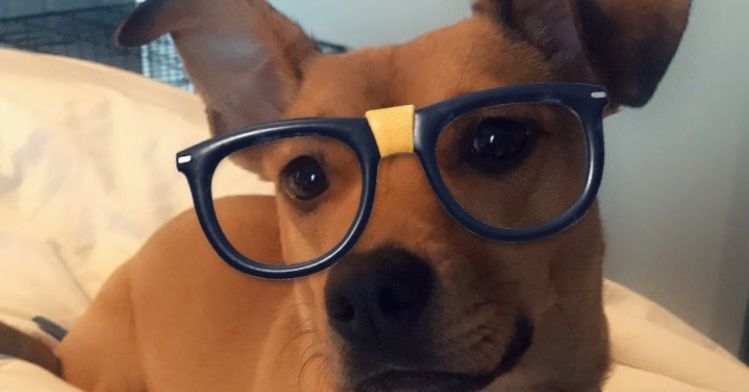 How to Use Snapchat Filter on Dogs and Pets