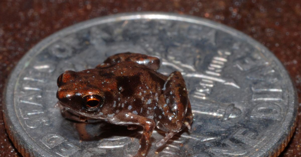This Frog Is the World’s Tiniest Vertebrate ... Kind Of