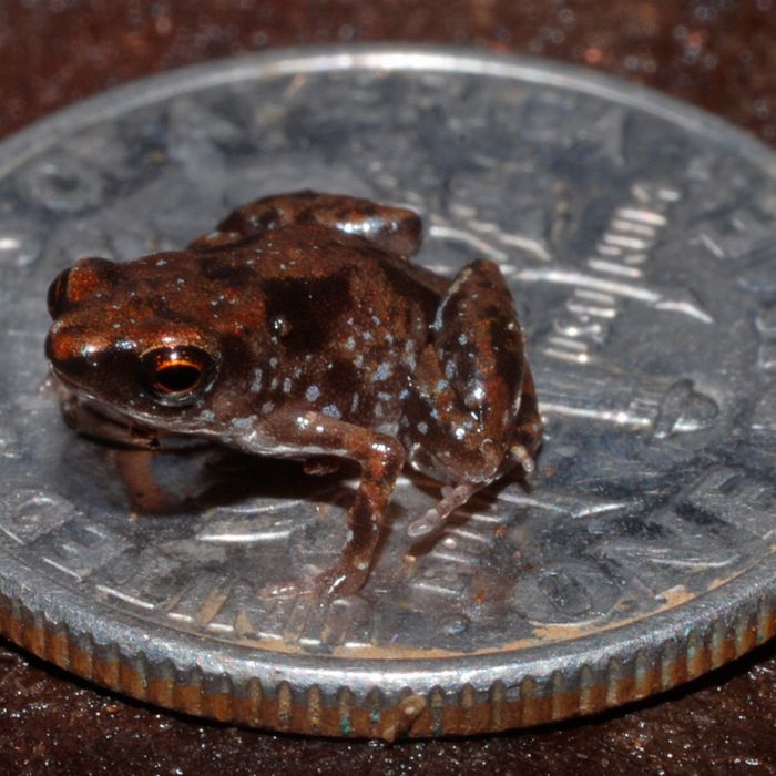 This Frog Is the World’s Tiniest Vertebrate ... Kind Of