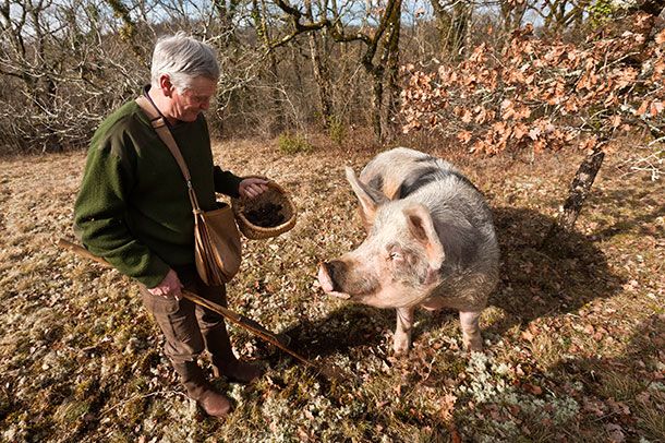 Eight Cute Truffle-Hunting Dogs and Pigs