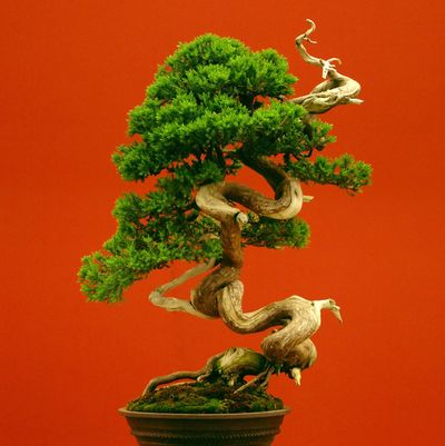 Japanese Couple Begs Thief to Return Their Bonsai Trees
