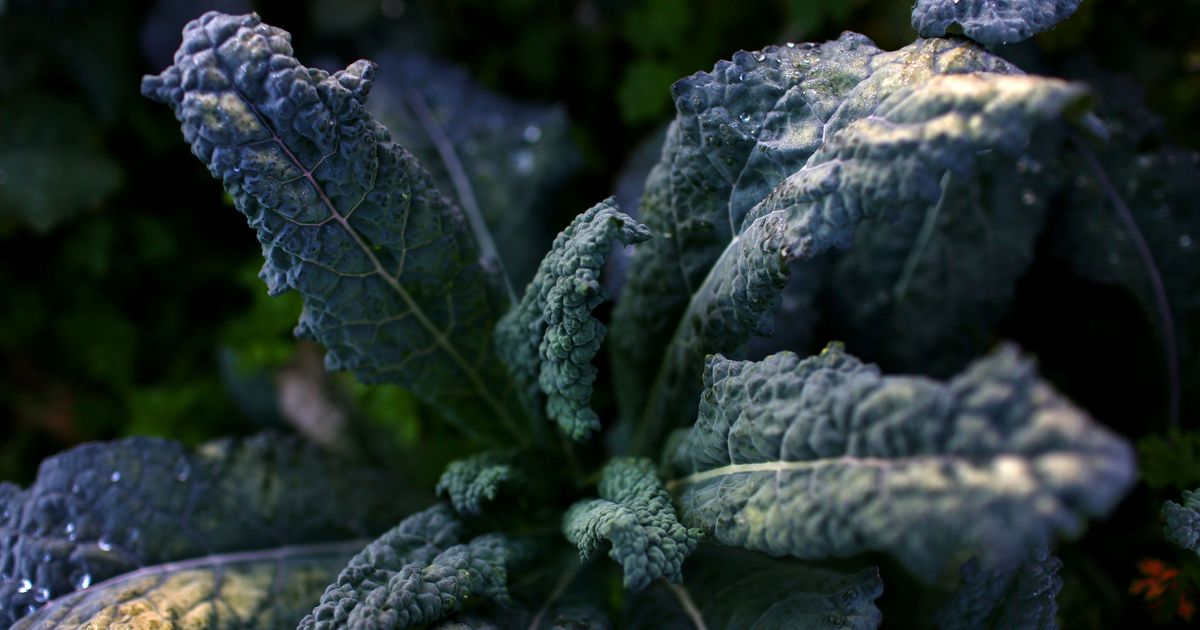 Is This the Best Kale Takedown of All Time?