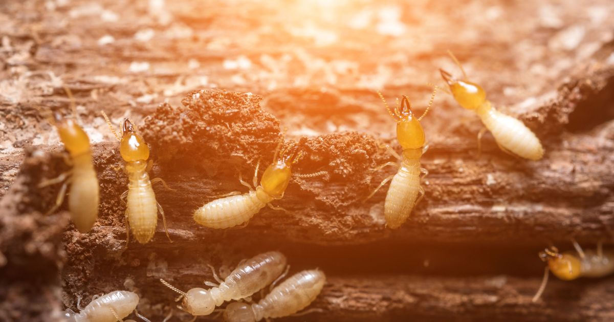 Scientists Discover All-Female Termite Colony