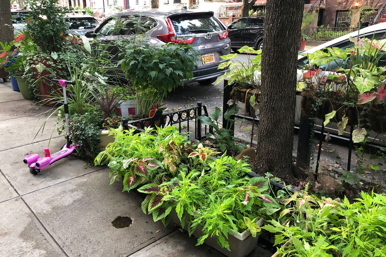 New York City’s Tree Pit Gardens