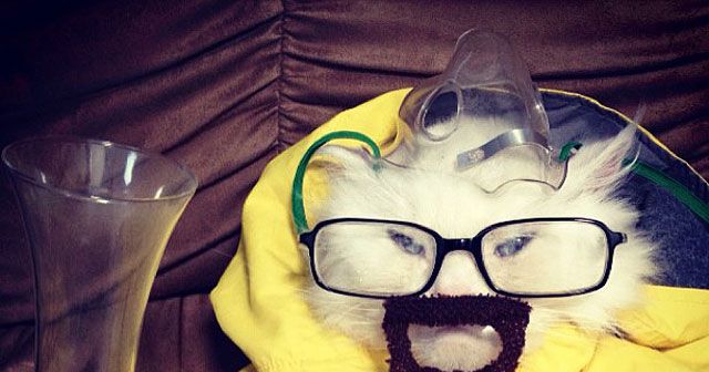 See a Cat Dressed Up As Breaking Bad's Walter White