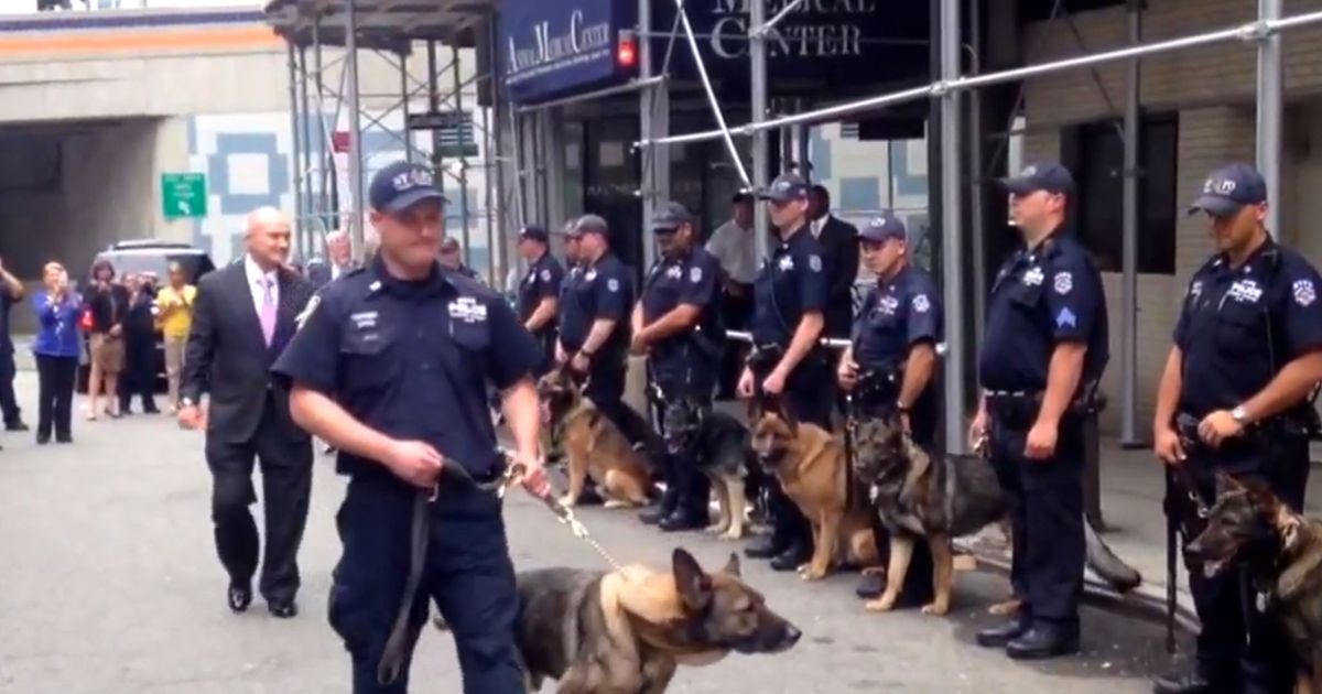 Hero NYPD Dog Honored by Other Police Dogs Upon Leaving Hospital