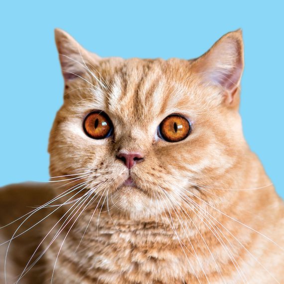 The Long History of Dog Breeders Making Dogs Much Sicker