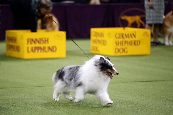 Which Dog Will Win Westminster’s Best in Show 2020?