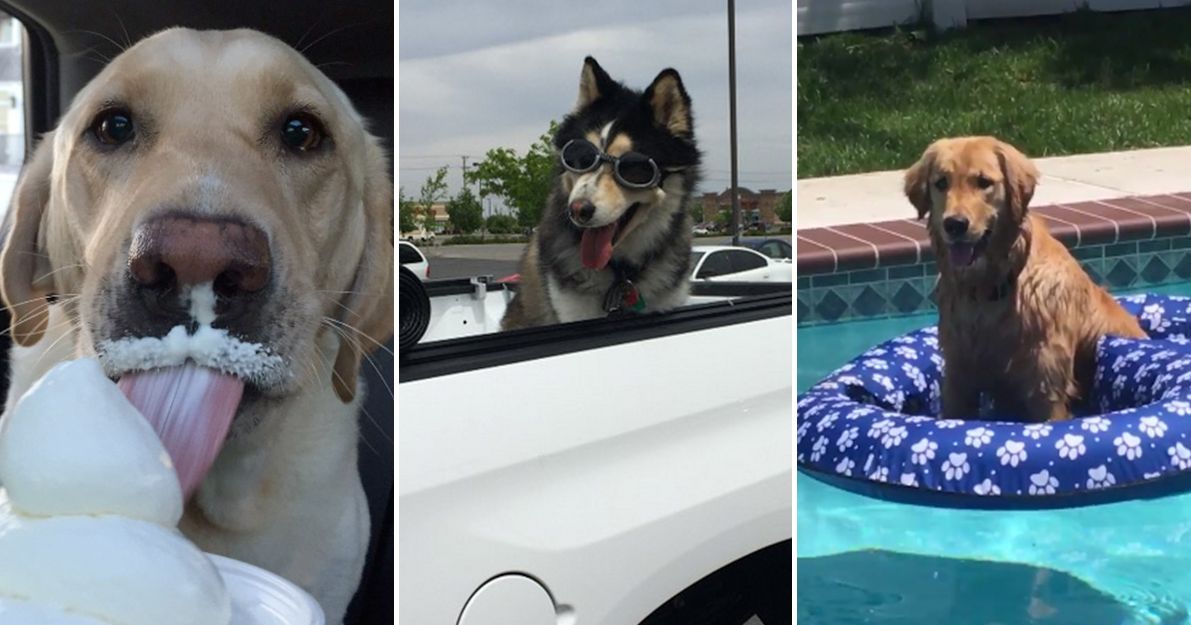 Best Dogs on the Internet This Week