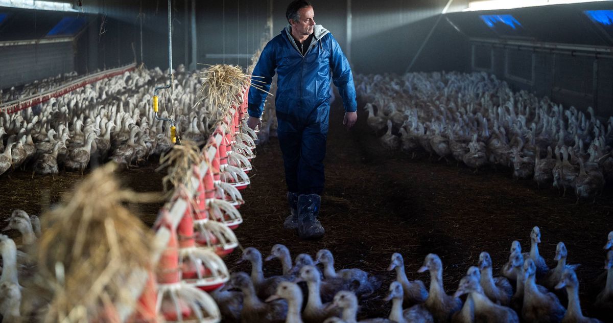 What Fresh Hell Is the New Bird-Flu Outbreak?