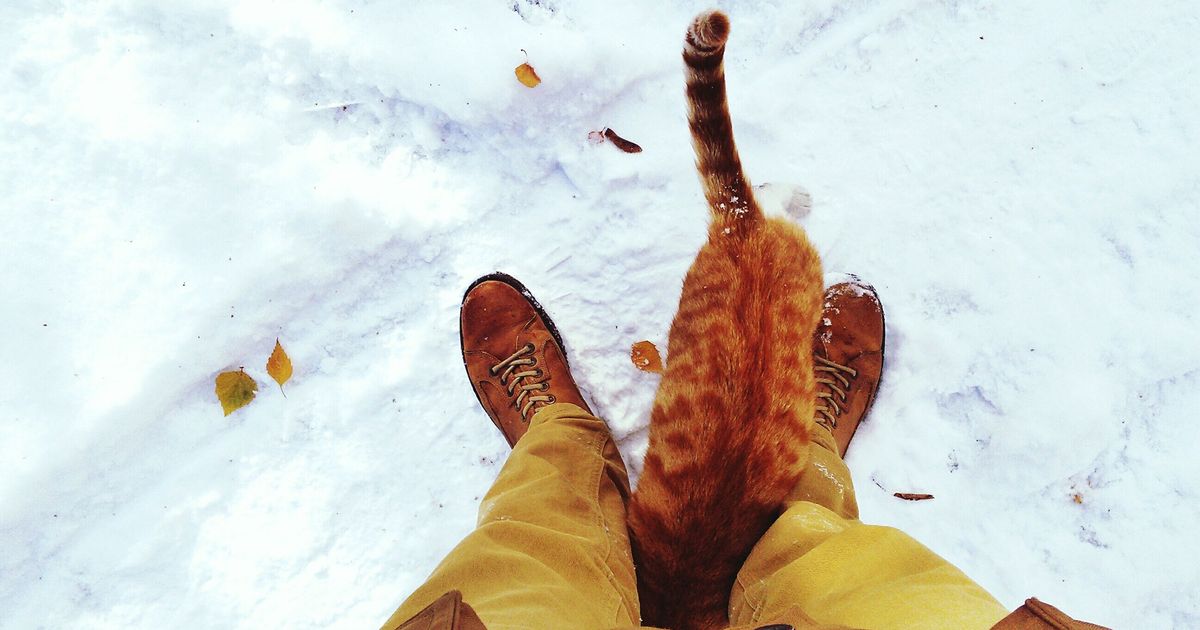 New Yorker Short Story ‘Cat Person’ Is A Viral Phenomenon