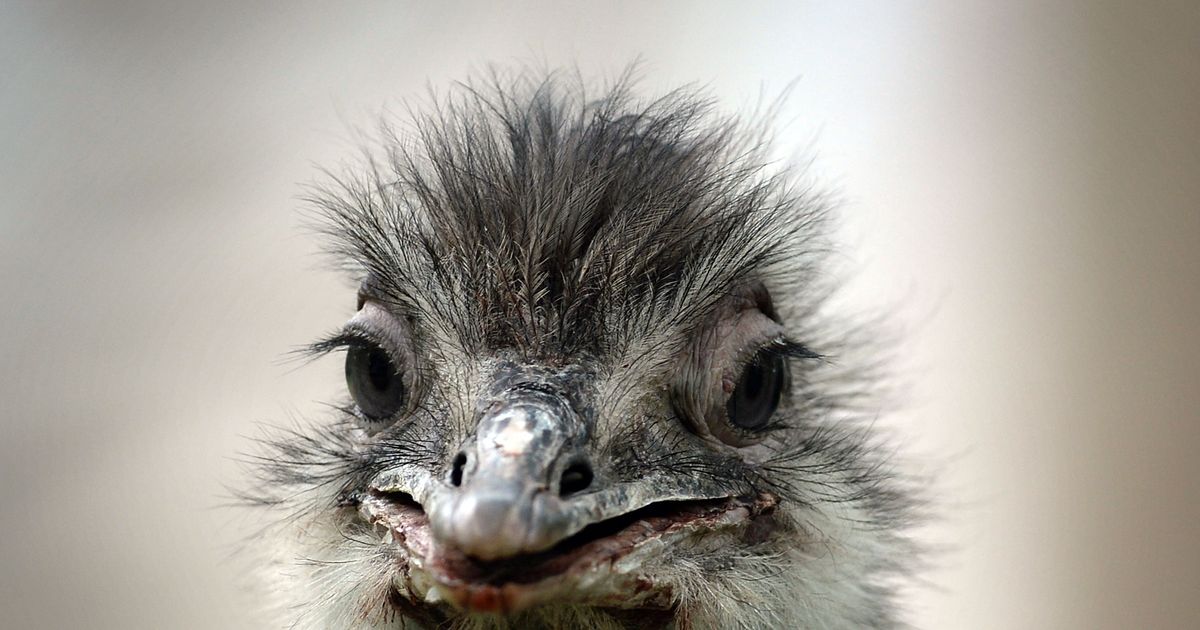Escaped Emu No Longer Allowed to Wander Aimlessly Around Delaware