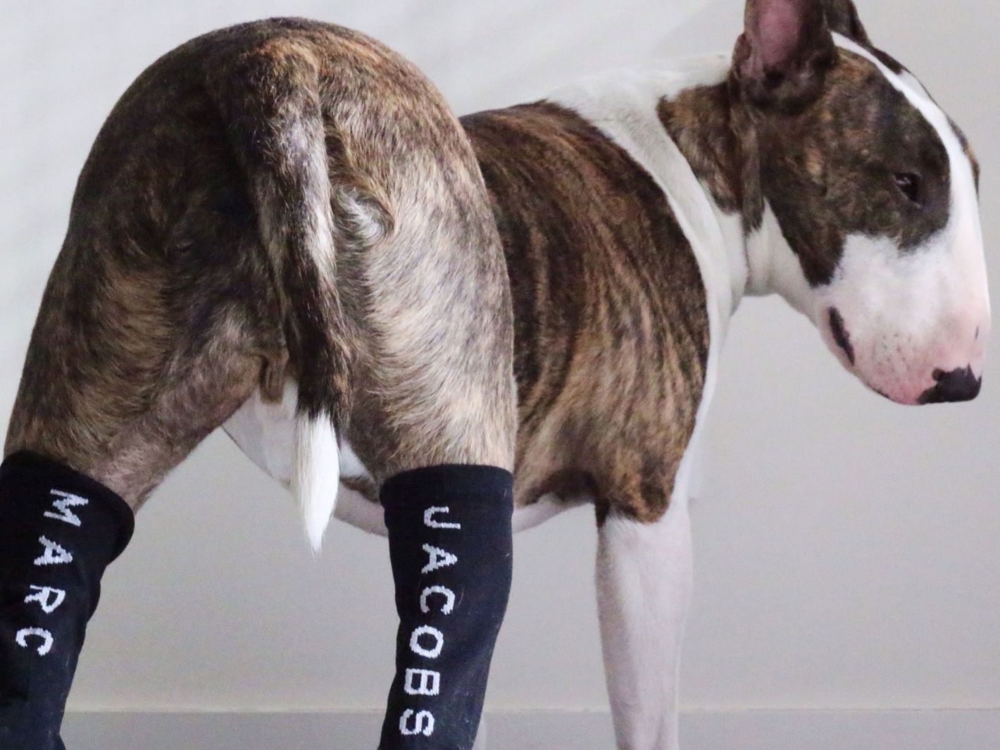 Marc Jacobs’s Dog, Neville Jacobs, Has a Coffee-Table Book