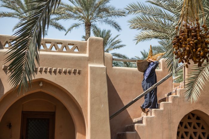 Photographer Christina Rizk on Date-Palm Harvesting in Egypt
