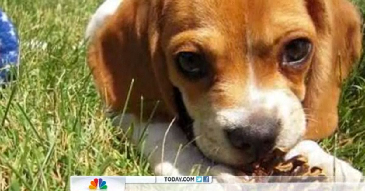 Evil Ex-Girlfriend Chimes In on the War for Knuckles the Puggle