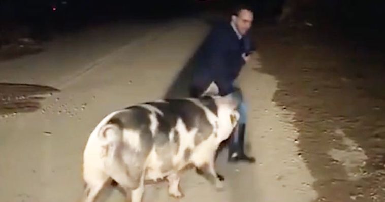 Greek Pig Accused of Seeking ‘Moment of Fame’ Is Flirting