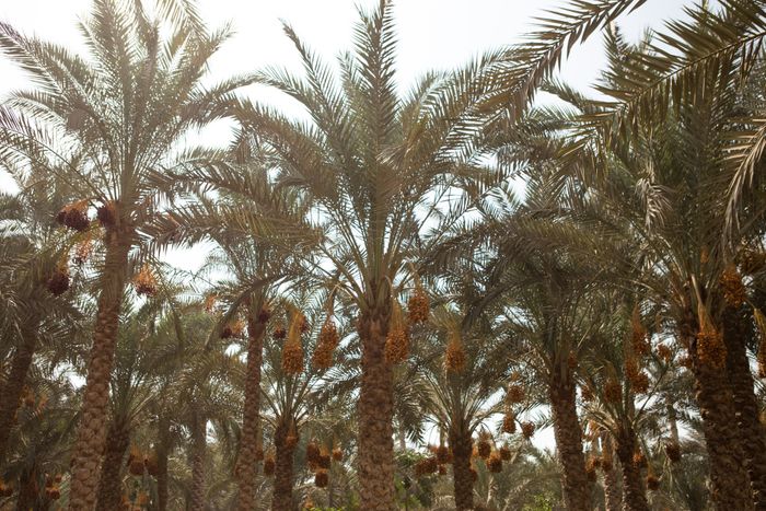 Photographer Christina Rizk on Date-Palm Harvesting in Egypt