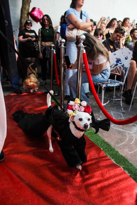 Photo Essay: Singers Bar’s Inaugural Doggy Drag Competition