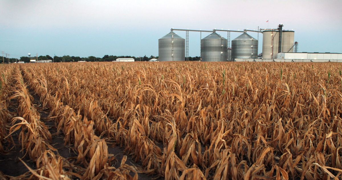 Extreme Weather Causes Food Prices to Increase, Nation to Fall Apart