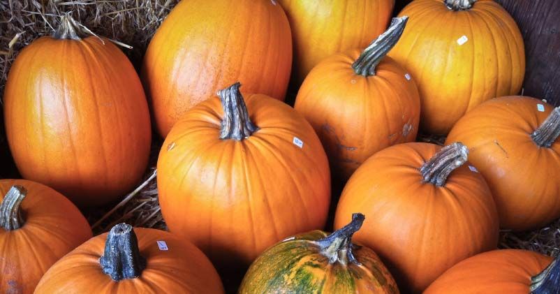 Eat Well: Pumpkins and Pasta