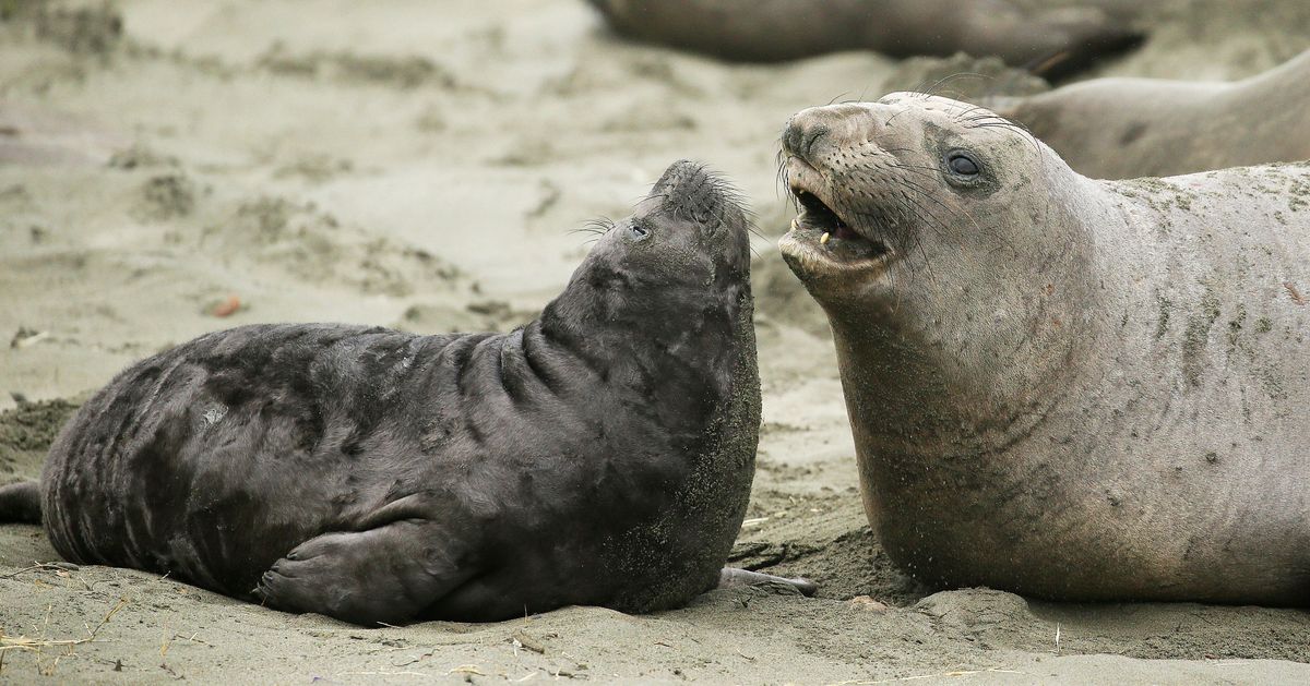 Invading Elephant Seals Using Popular Beach for Sexcation