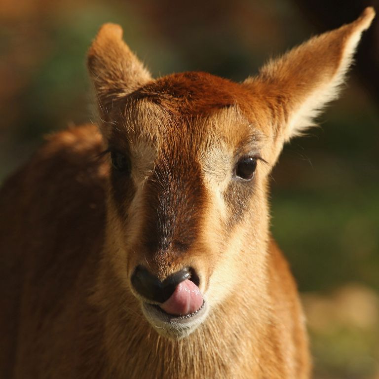 14 Animals Better at Beauty Than You Are