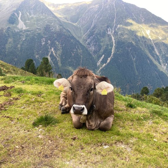 Austrian Alps Itinerary: 9 Days of Things To Do | The Strategist