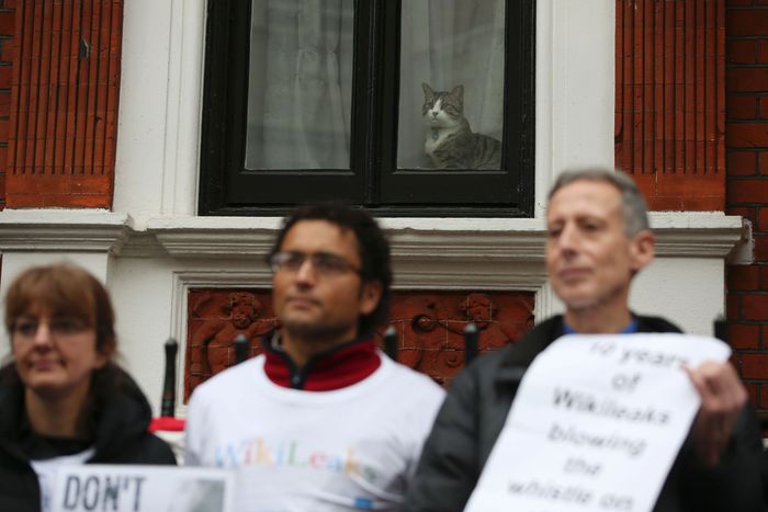What Happened to Julian Assange’s Embassy Cat?