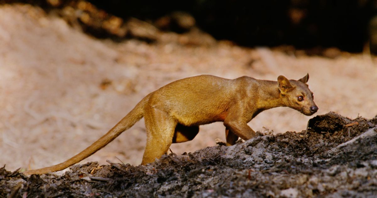 Fossas Are the Original Bro Mammals