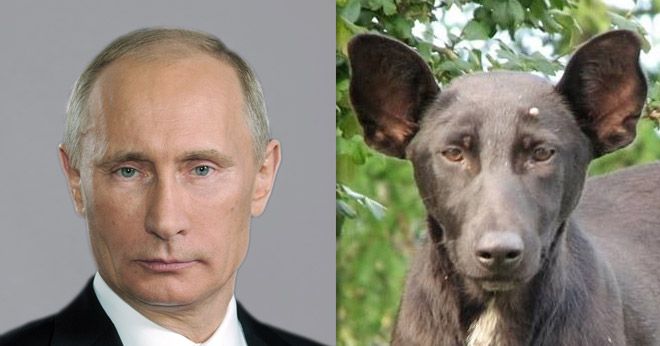 Three Theories on Why This Dog Looks Exactly Like Vladimir Putin