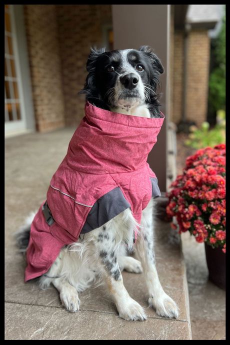 11 Best Dog Jackets and Coats | The Strategist