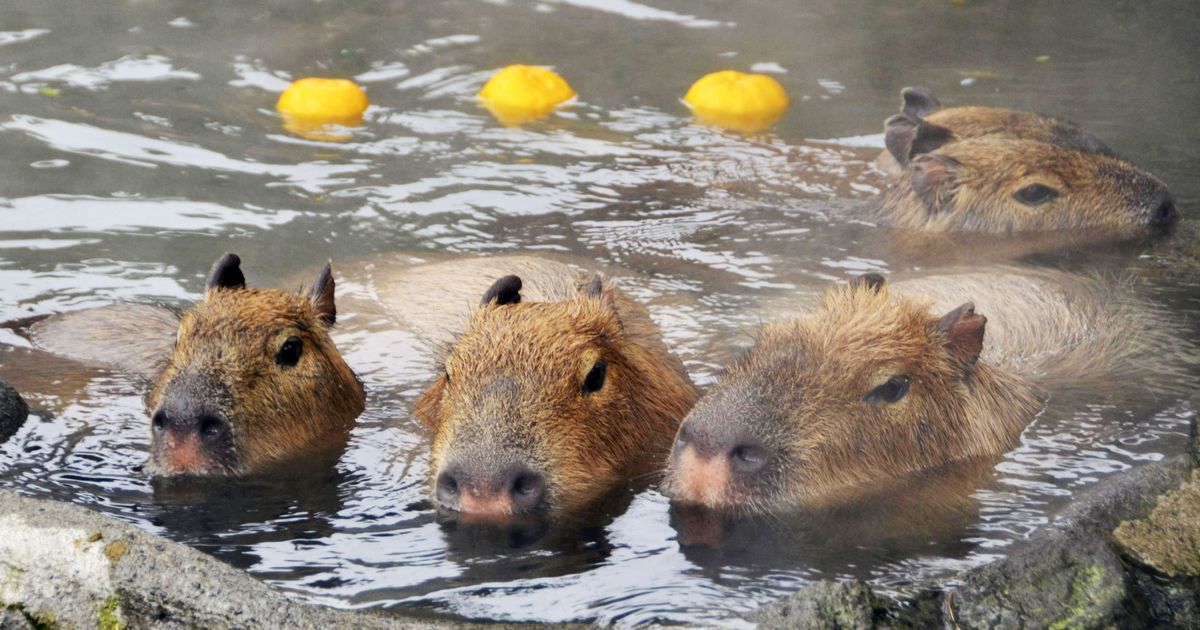 I Wish I Were as Chill as These Capybaras