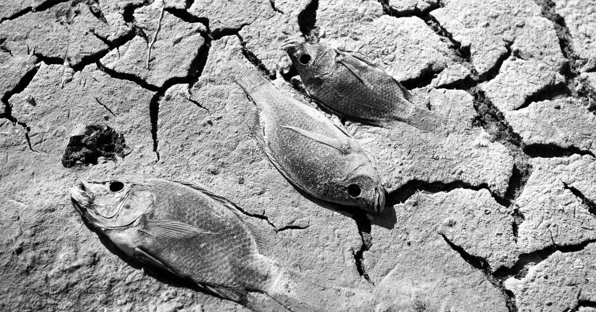 UN Releases Scary New Report on Climate Change and Food