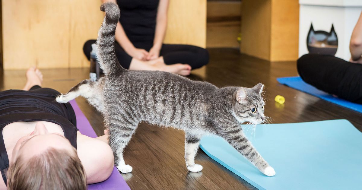 Cat Yoga Is Perfect for People Who Like Cats More Than Yoga