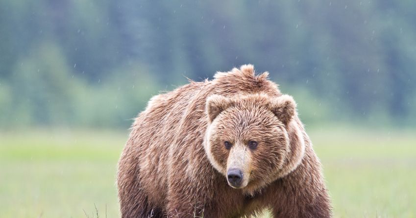 Soon, You Will No Longer Be Allowed to Own Bear Gallbladders in New York
