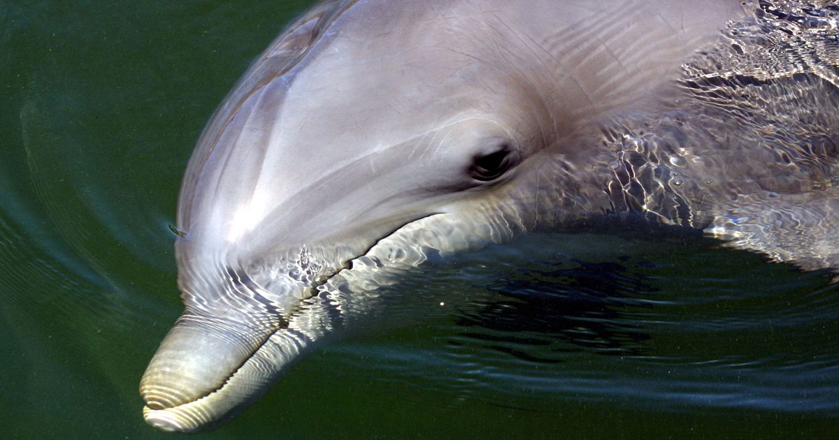 Horny Dolphin Zafar Wreaks Havoc on Seaside French Town