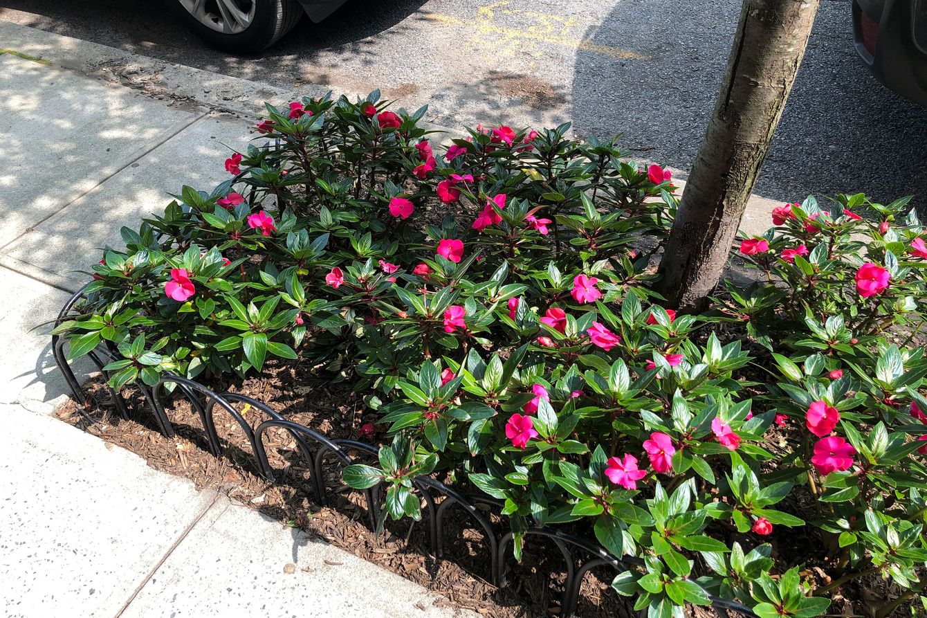 New York City’s Tree Pit Gardens