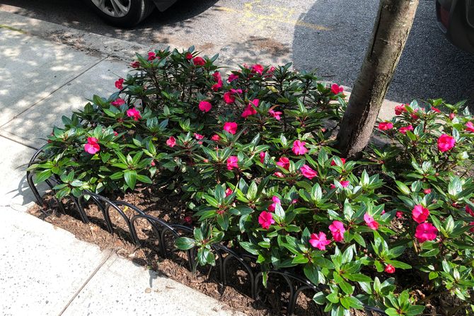New York City’s Tree Pit Gardens