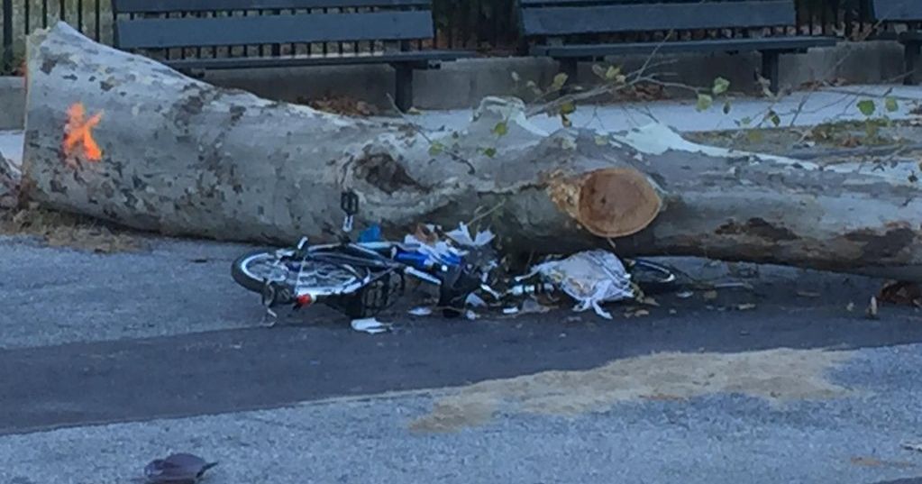Man Critically Injured by Falling Tree in Brooklyn