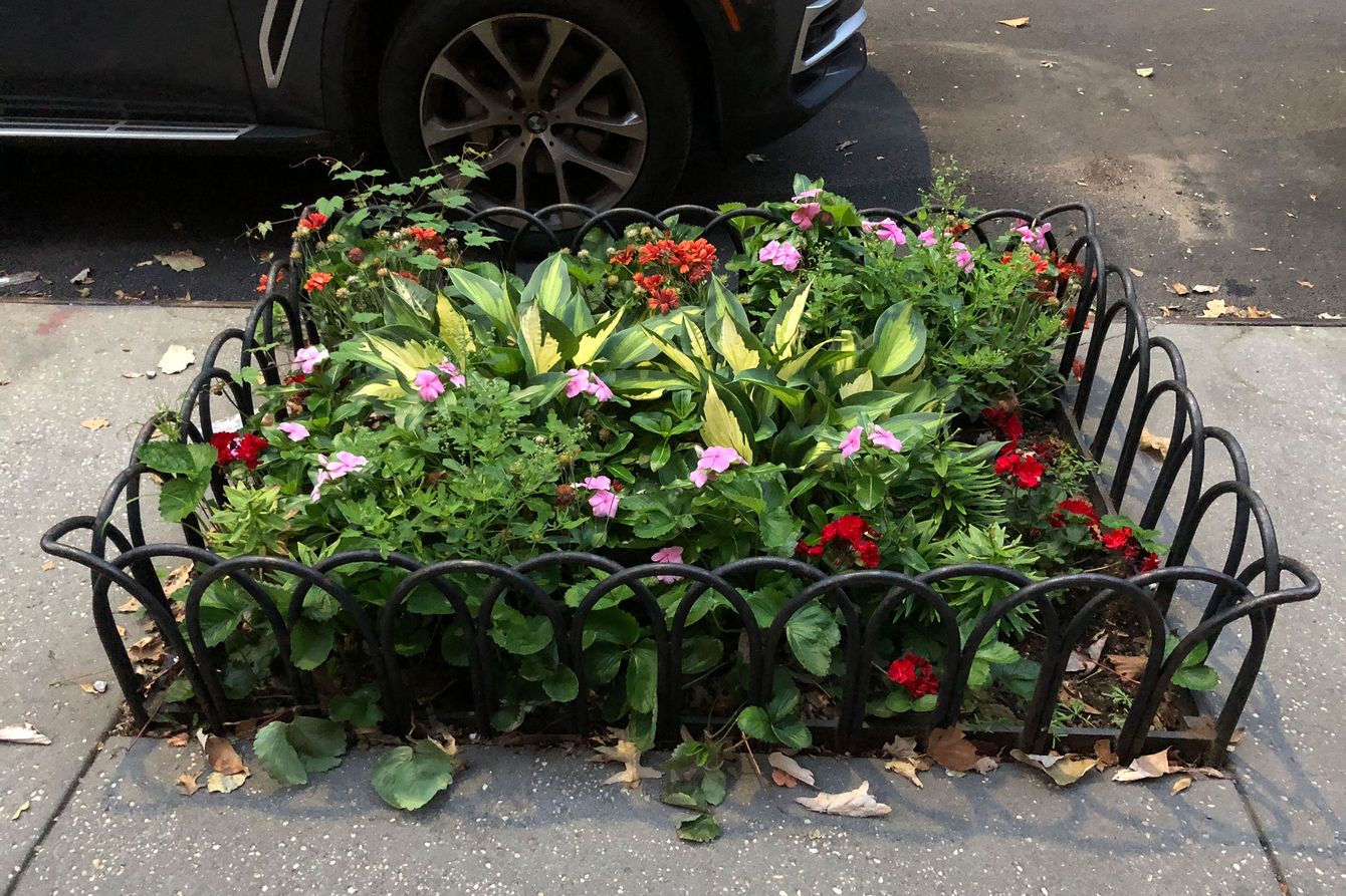 New York City’s Tree Pit Gardens